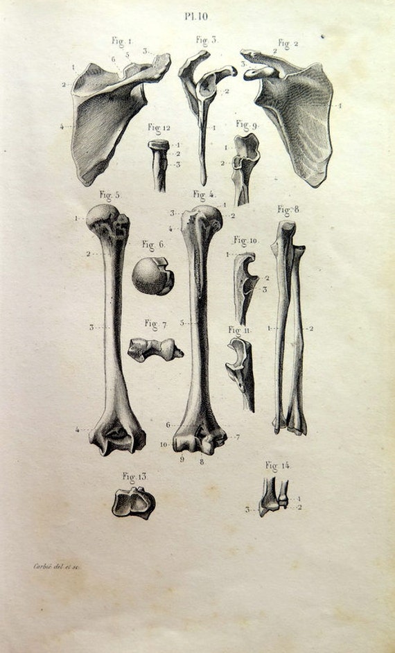 Pin by thatdudeHrothgar on Bone - Drawn (With images) | Anatomy bones ...