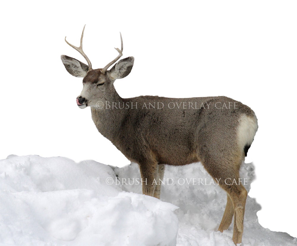 7 Real Deer High Res Transparent PNG Photoshop