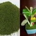Fake Moss Powder Algae 50 Grams Thallophytic Plant Lichen