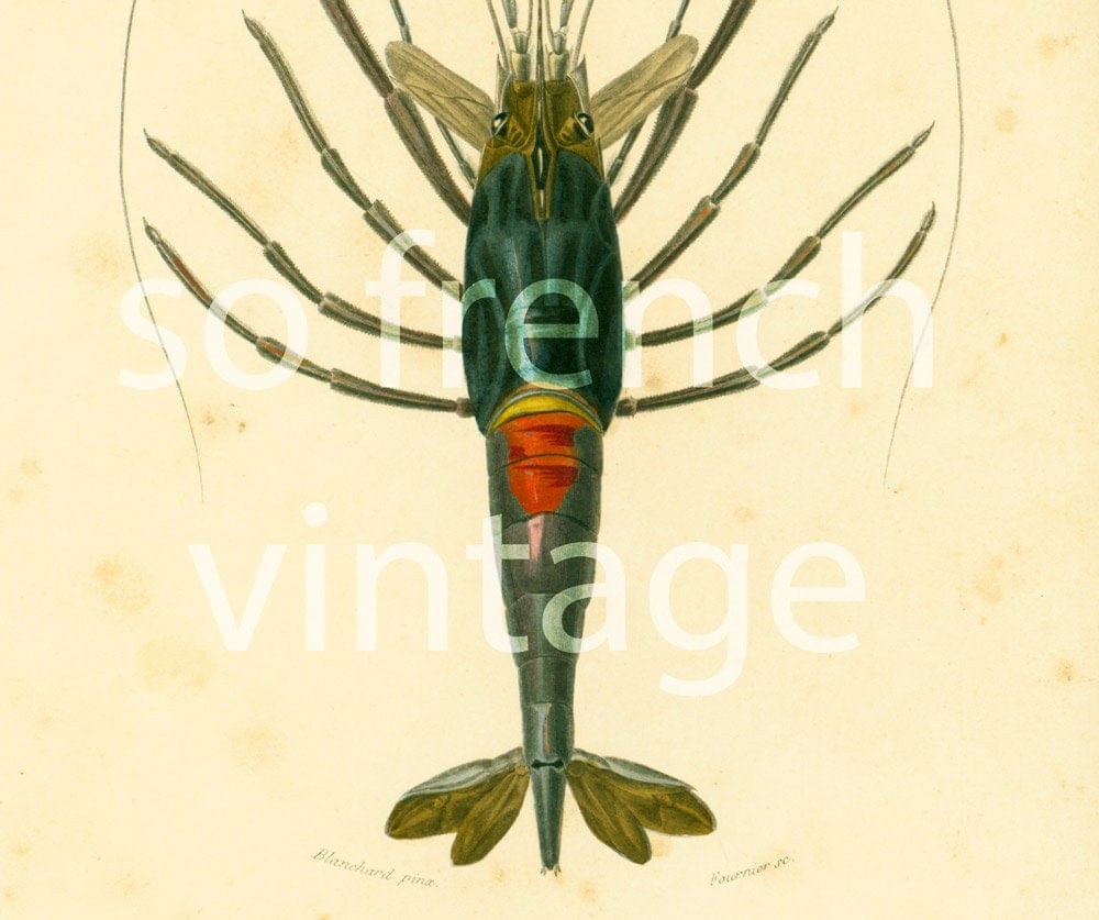1861 Crayfish. Antique Engraving. Hand colored. Original