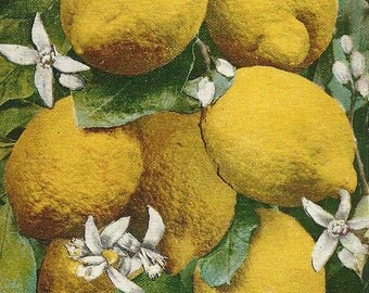 Lemon tree cards | Etsy