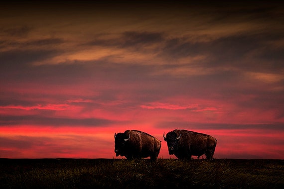 Two American Buffalo Bison at Sunset on the Prairie No. 3777 A