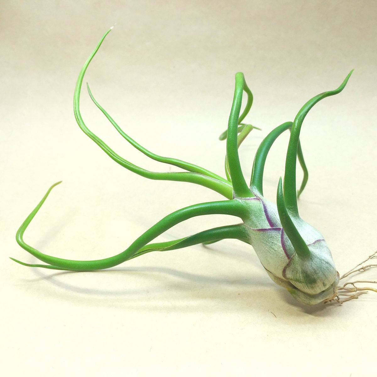 Tillandsia Bulbosa Belize Large Form Air Plant large