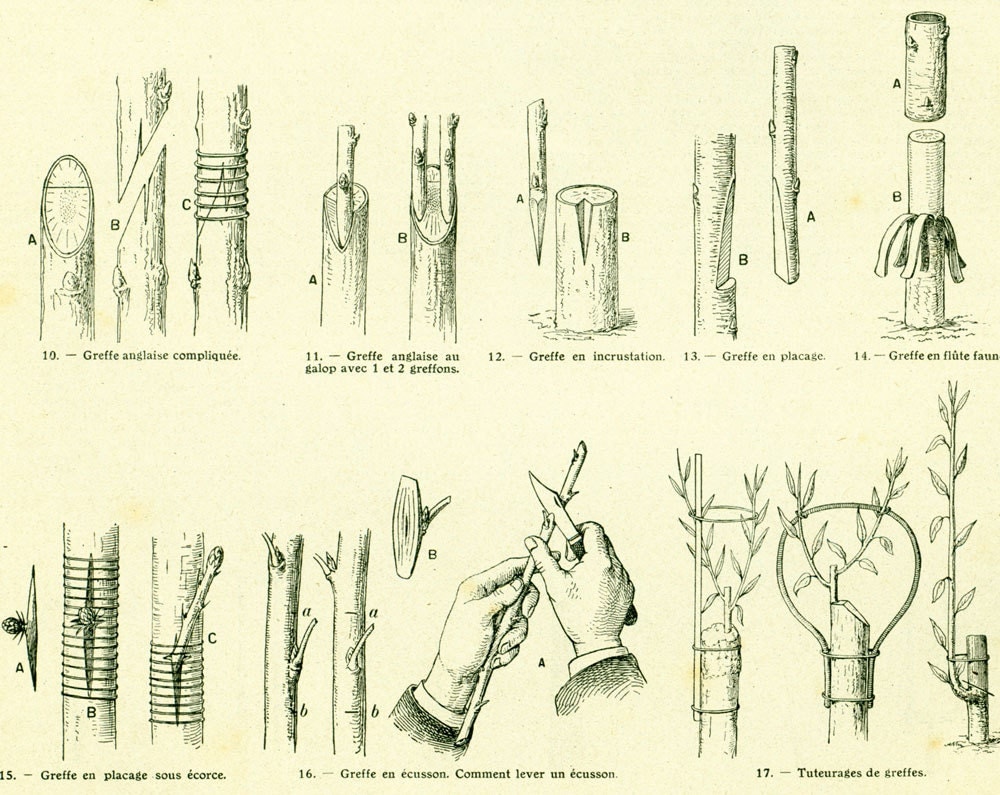 1922 Art du greffage. Principales sortes de greffes.