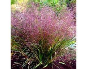 Blue Love Grass Seeds/Perennial 35