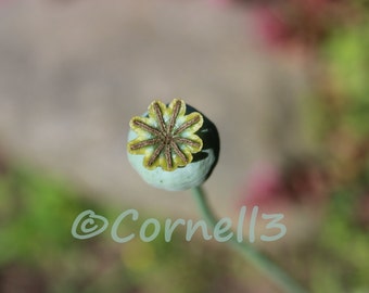 Echinacea Flower Digital Photo Instant Download Digital File