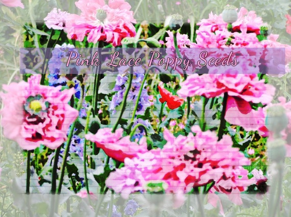 Pink Lace Poppy Flower Seeds