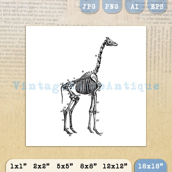 Giraffe Skeleton Image Printable Graphic by VintageRetroAntique