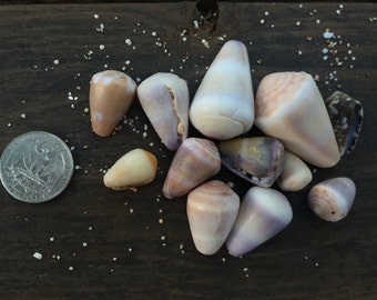 Hawaiian Sea Shell and Sea glass supplier by hawaiianseashellco