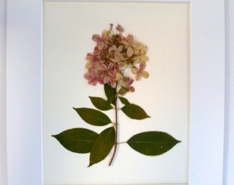 Unique pressed hydrangea related items | Etsy