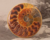 Unique sea shell knobs related items | Etsy