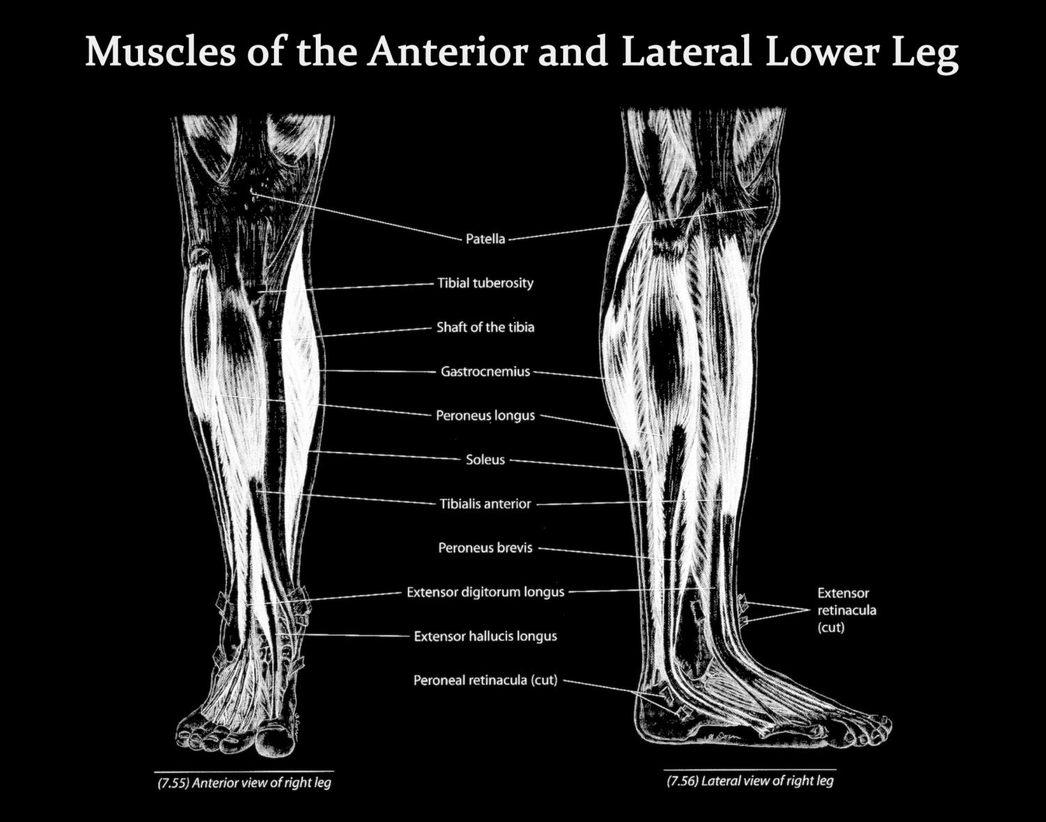 Muscles Of The Lower Leg Anterior And Lateral View Art Print Muscles Of The Lower Leg Anterior And Lateral View Art Print