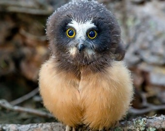 Muppet babies | Etsy