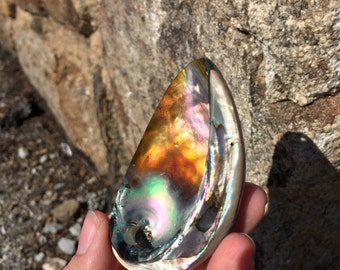 Iridescent sea shell | Etsy