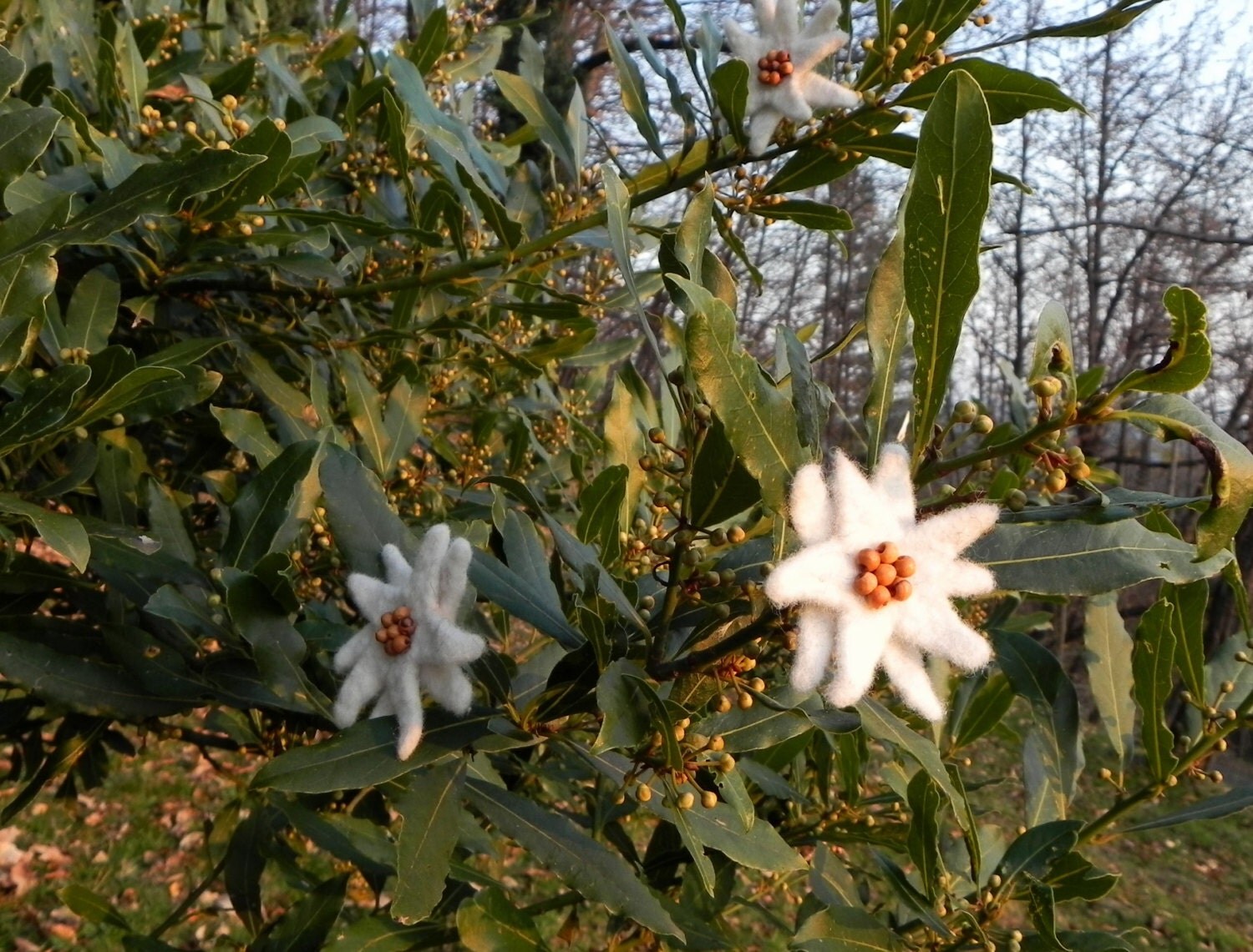 Edelweiss felt pin edelweiss felt brooch felted flower