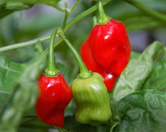 Donne Sali Guam Boonie Pepper live plants for sale 6