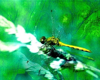 Dragonfly fairy | Etsy
