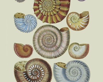 Shell illustration | Etsy