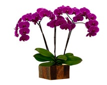 Unique orchid planters related items | Etsy