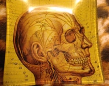 Popular items for medical oddities on Etsy