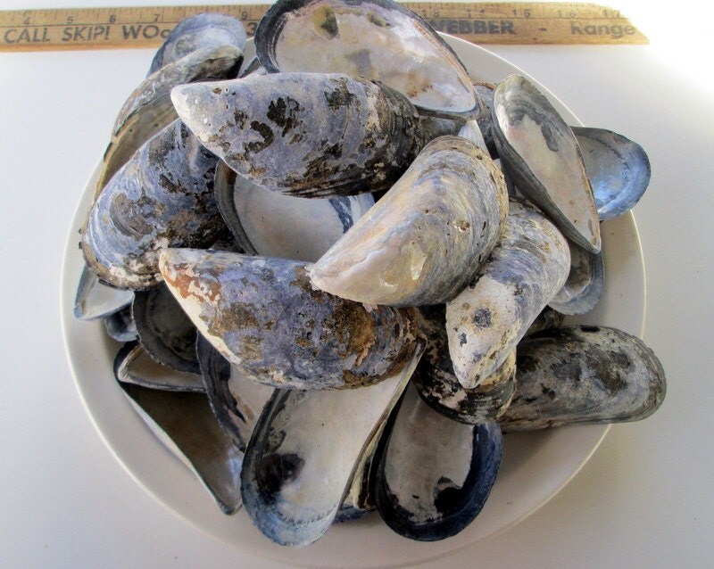 Extra Large Mussel Shells Large Blue Mussel Shell Large
