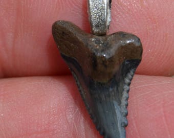 Fossilized Snaggle Shark Tooth