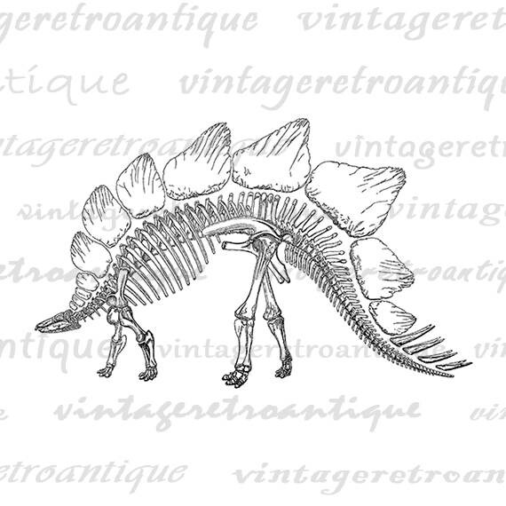 Printable Dinosaur Stegosaurus Dinosaur Skeleton Graphic Image