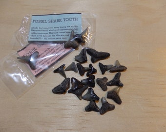 Small shark teeth | Etsy