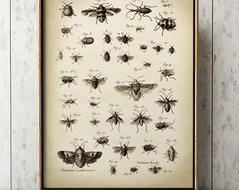 Insects poster | Etsy