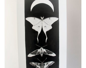 Insect specimen | Etsy