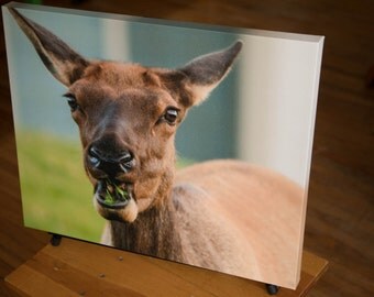 Funny elk | Etsy