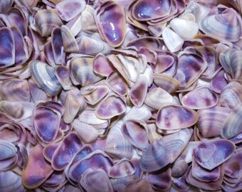 Shell flowers | Etsy