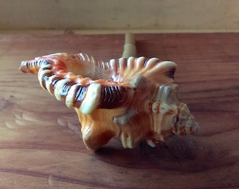 Seashell pipe | Etsy