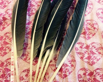 Feather quill pen | Etsy