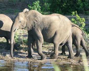 Items similar to Card 4 3/4" x 6 1/2" "Elephants" A pen and ink on ...