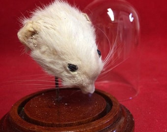Taxidermy rat | Etsy