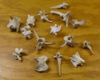 Deer vertebrae | Etsy