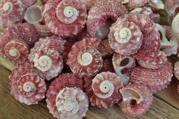 Angaria Delphinus Dolphin Seashells Delphinula Shells