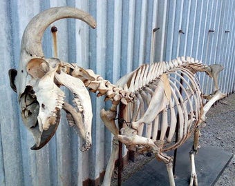 Goat skeleton | Etsy