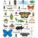 Insect Alphabet Chart Art Print