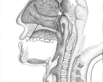 Cross-Section Human Head Brain Anatomy Lithograph Illustration