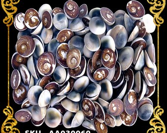 Operculum jewelry | Etsy