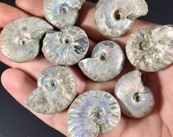 Opalized ammonite | Etsy