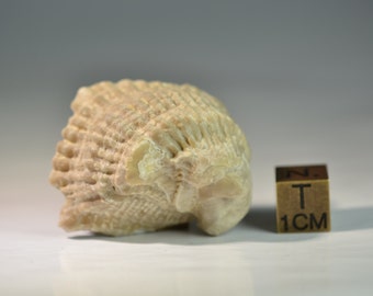 Fossil clam shell | Etsy