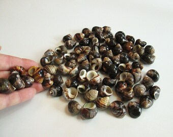 Periwinkle shells | Etsy