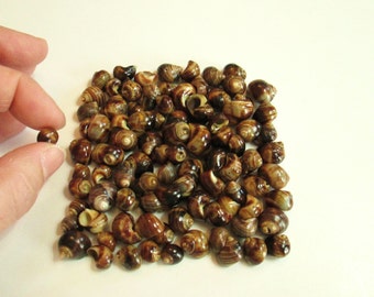 Periwinkle shells | Etsy