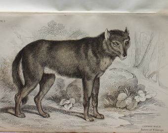 Antique wolf print | Etsy