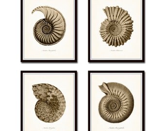 Antique Seashell Print Set Shell Prints Canvas Art Wall