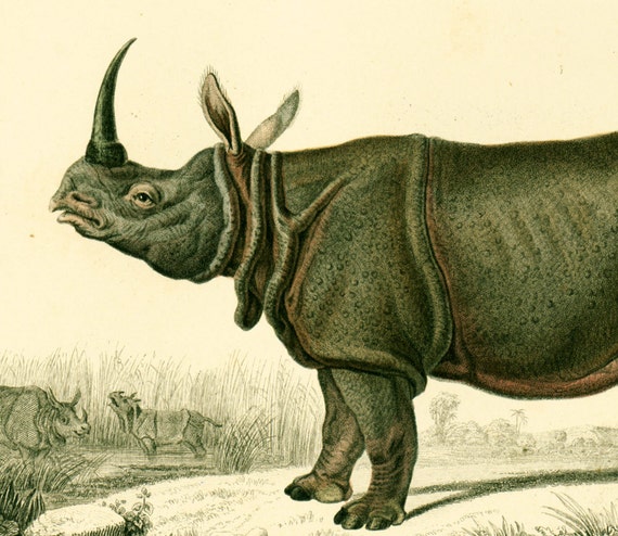 1861 Antique Engraving Rhinoceros Original Antique Print Wall