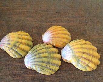 Large sunrise shell | Etsy